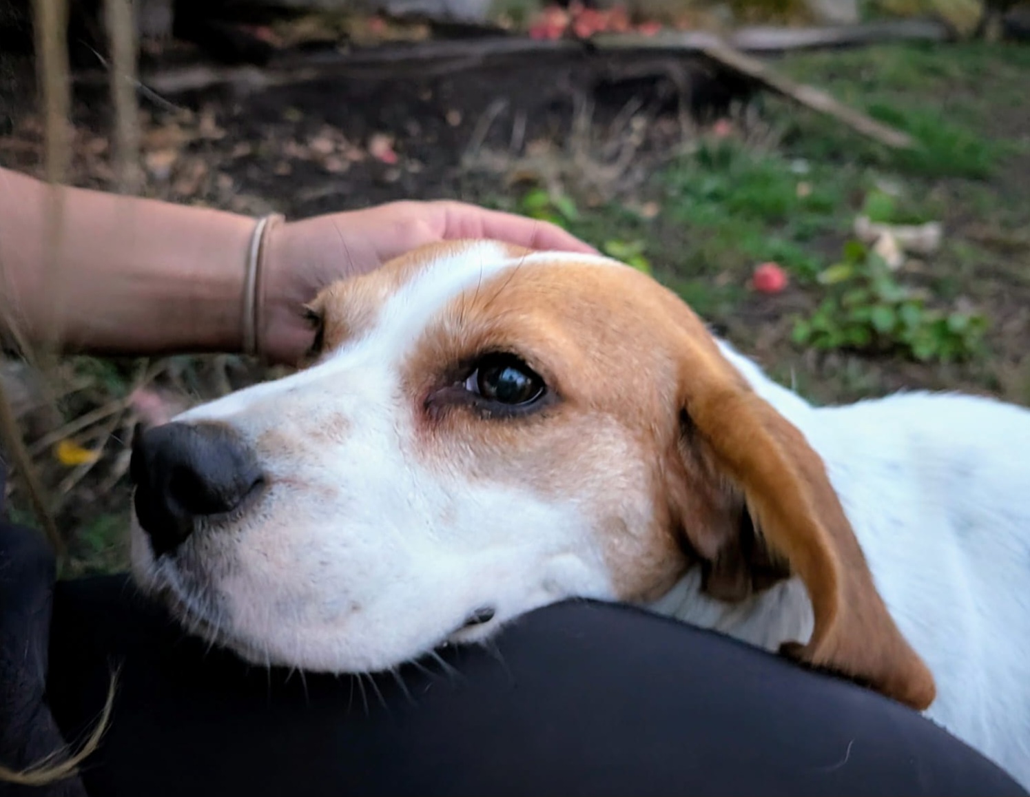 Heathlands Animal Sanctuary : Cassie