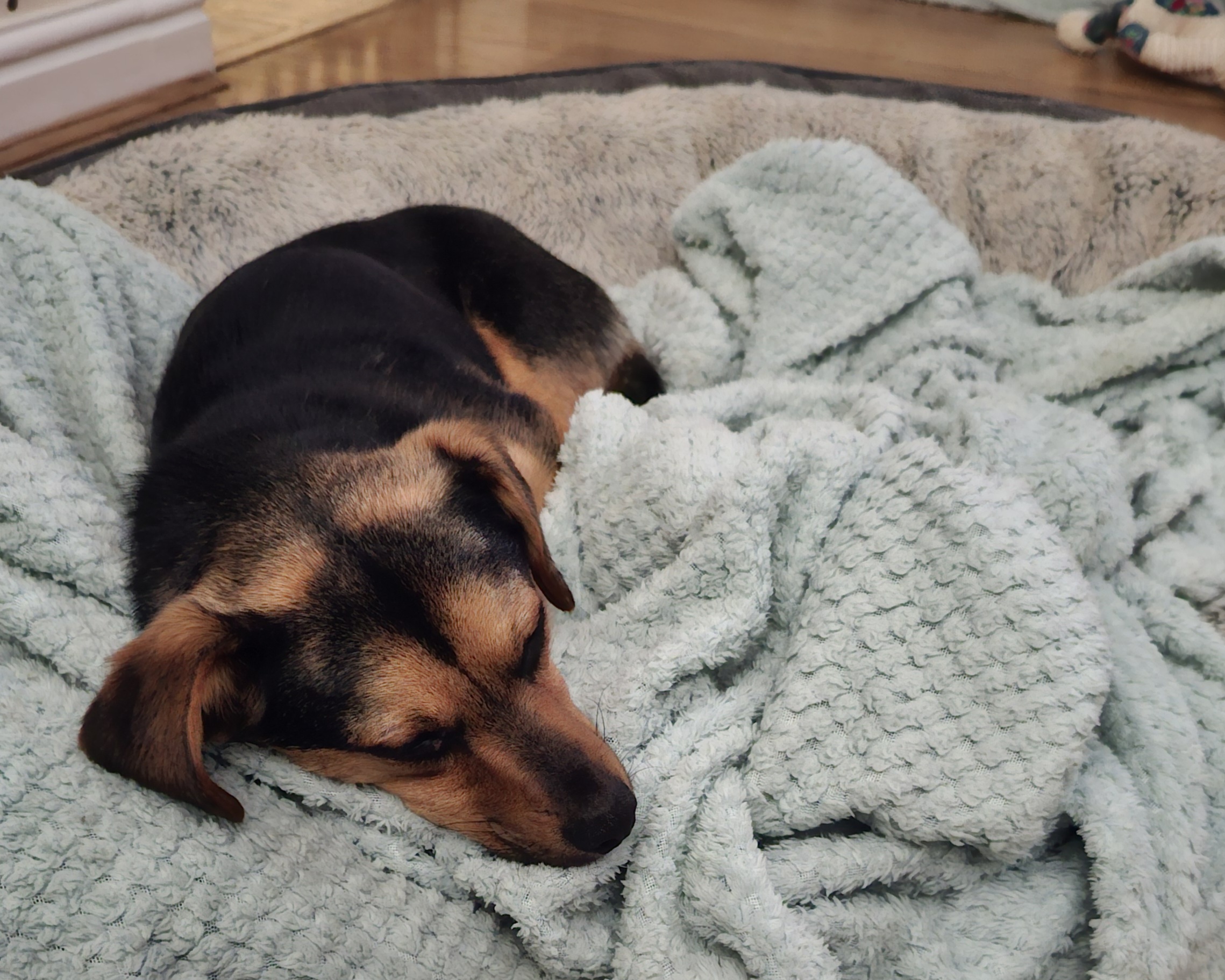 Heathlands Animal Sanctuary : Murray